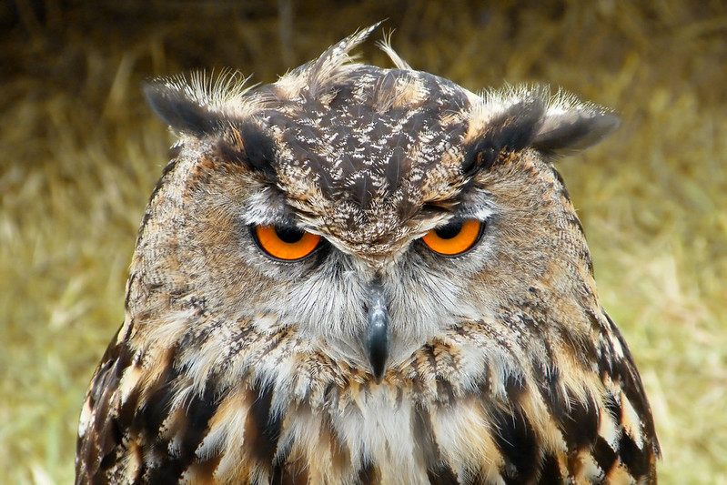 Let’s Be Judgy Together: Making Opinionated Readers Your Allies
